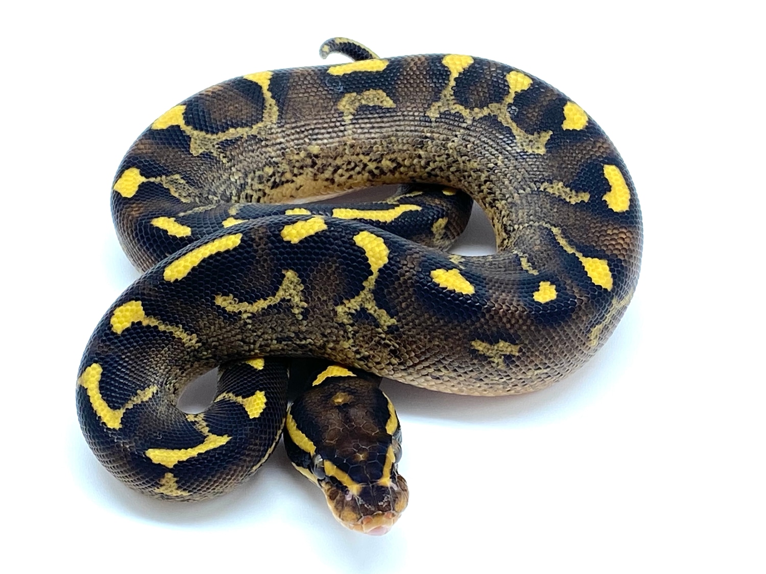Super Asphalt Ball Python by Ball Python Shed - MorphMarket