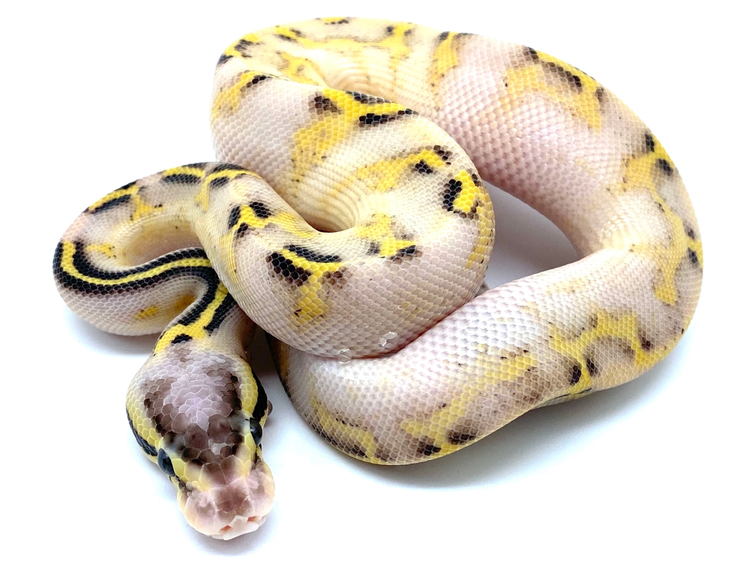 Pastel Freeway Ball Python by Ball Python Shed - MorphMarket