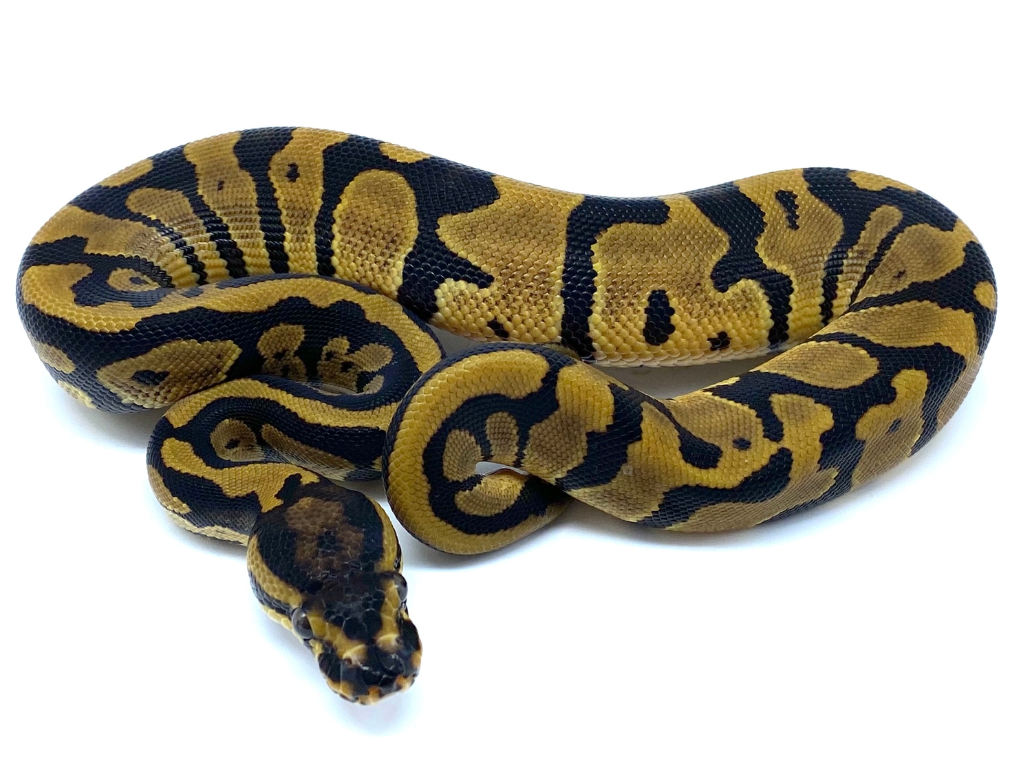Acid Ball Python by Ball Python Shed - MorphMarket