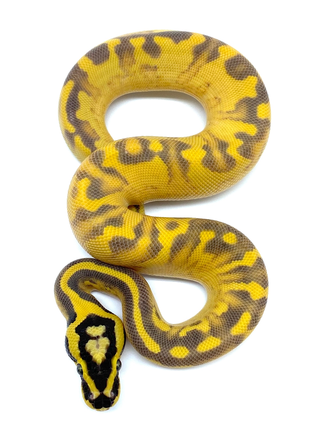 Super Enchi Pastel Calico Freeway 🤯 Ball Python by Ball Python Shed ...