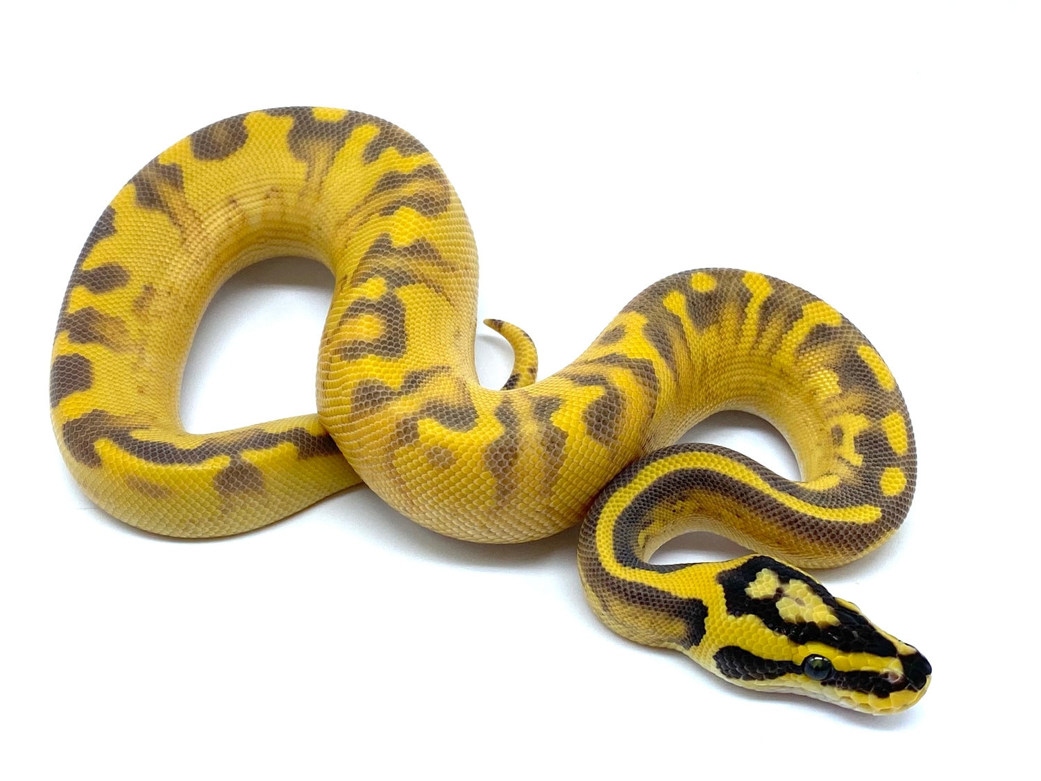 Super Enchi Pastel Calico Freeway 🤯 Ball Python by Ball Python Shed ...