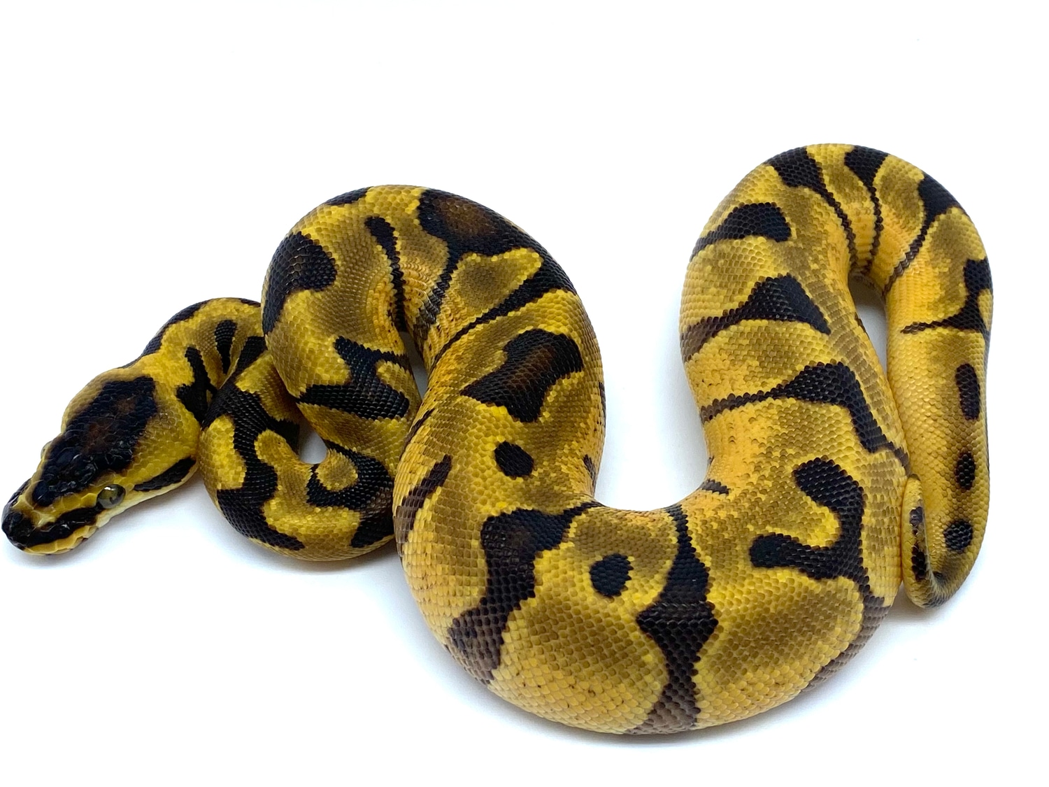 Super Enchi Asphalt Ball Python by Ball Python Shed - MorphMarket
