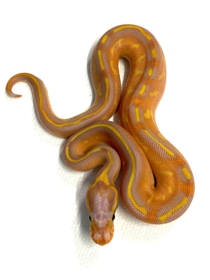 Orange 🍊 Dream Banana Freeway Ball Python by Ball Python Shed