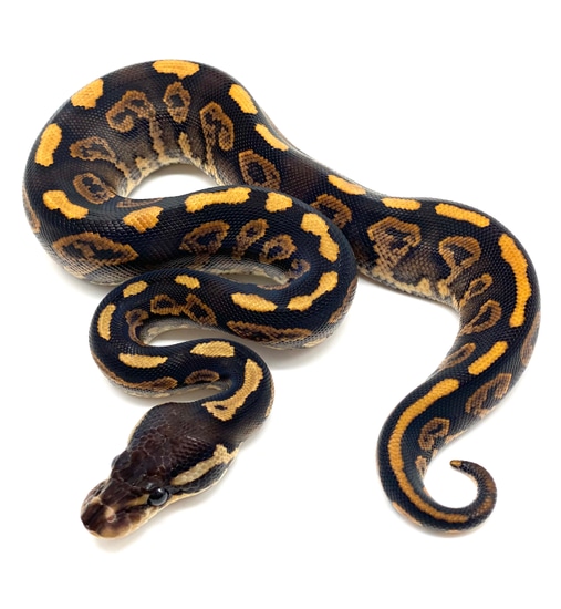 Black Pastel Acid Yb Ball Python by Ball Python Shed