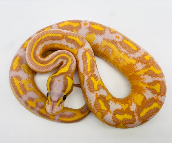 Banana Enchi OD Freeway Female Maker Male Ball Python by Ball Python Shed