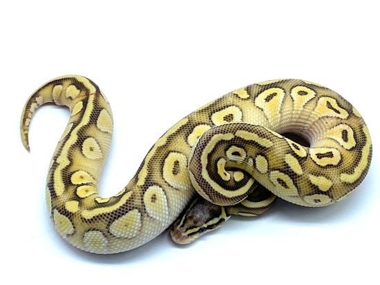 Super Pastel Vanilla Mojo Het Puzzle Ball Python by Ball Python Shed