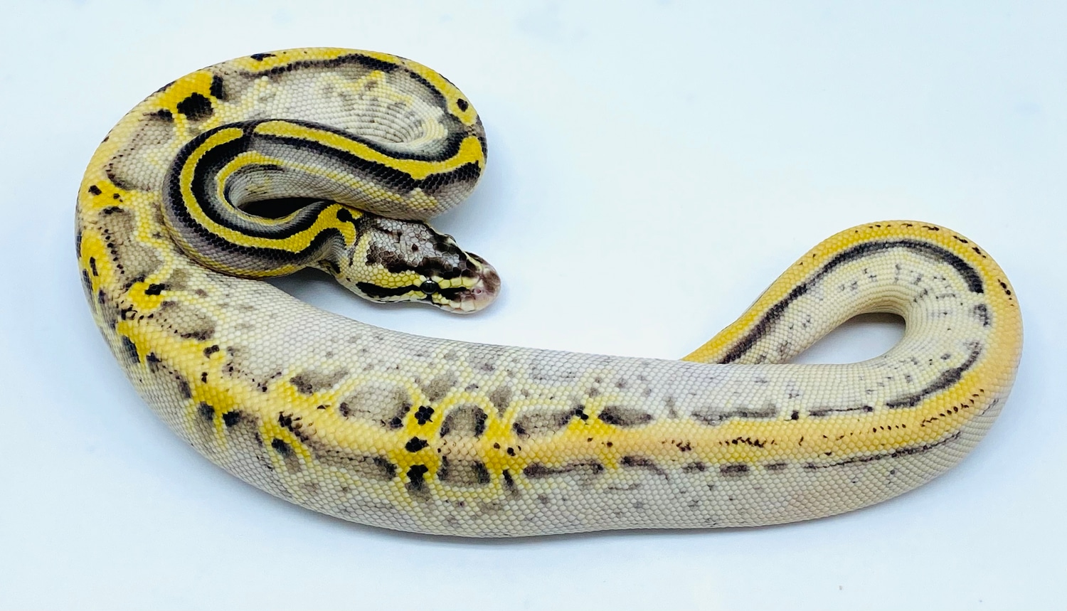 Firefly Leopard Calico Freeway Ball Python by Ball Python Shed ...