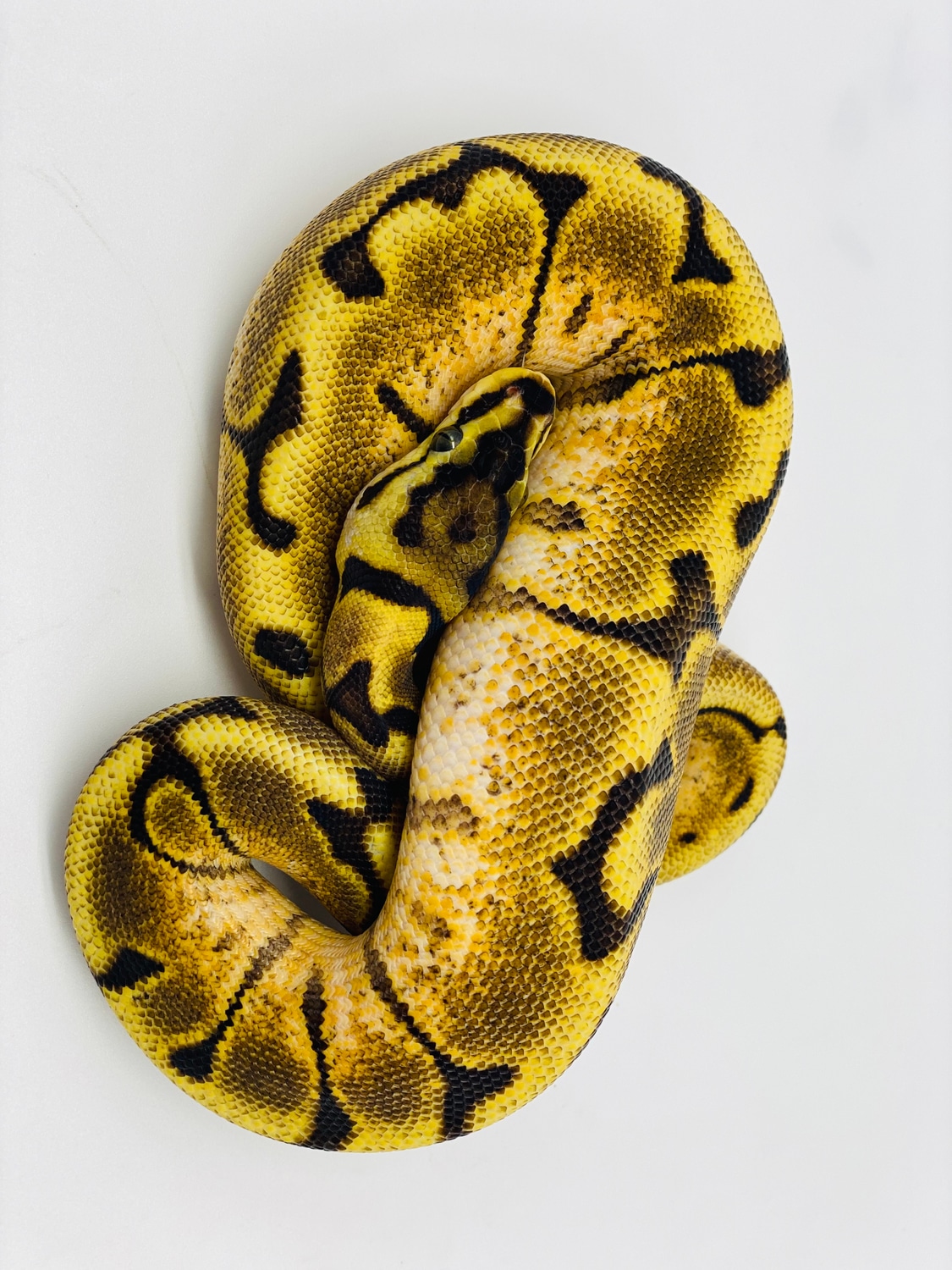 Enchi Spider Asphalt Or YB Ball Python by Ball Python Shed - MorphMarket