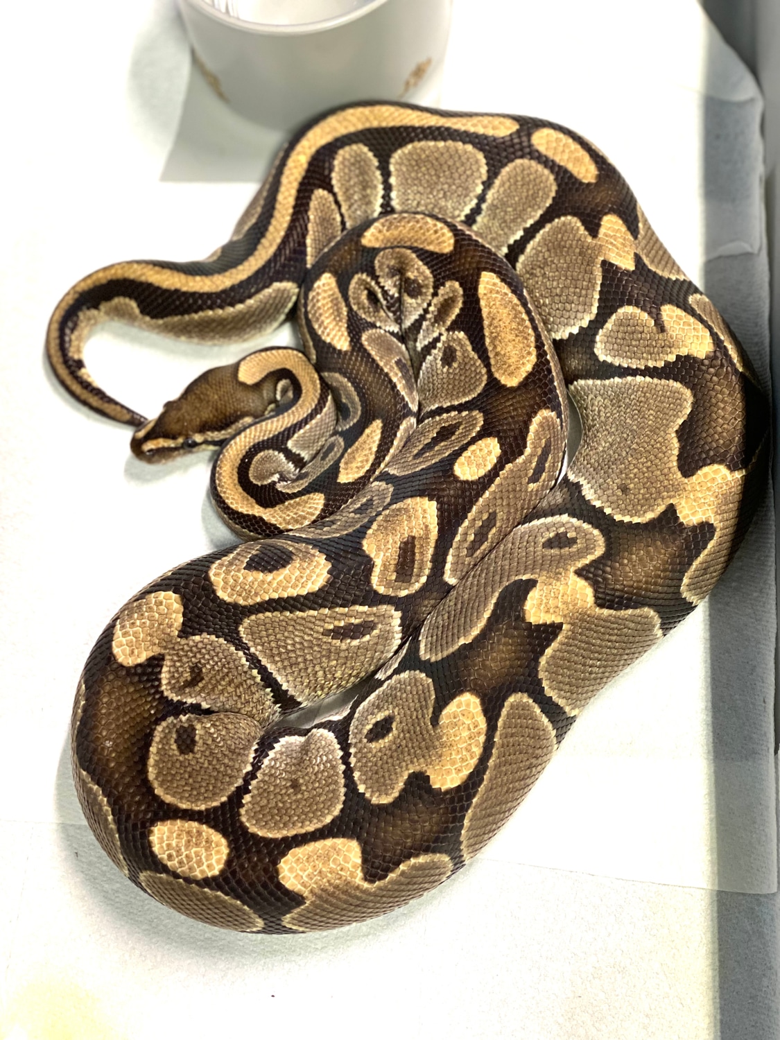 Import Normal Ball Python by Ball Python Shed - MorphMarket