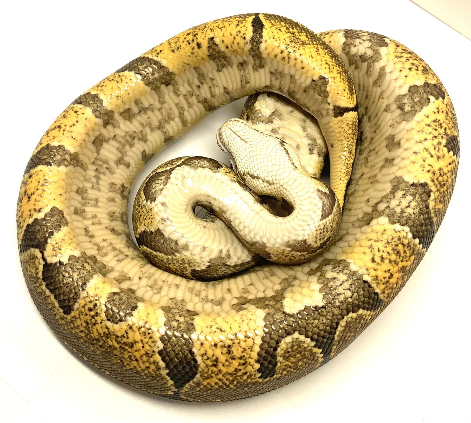 Asphalt Or Yellow Belly Ball Python by Ball Python Shed - MorphMarket