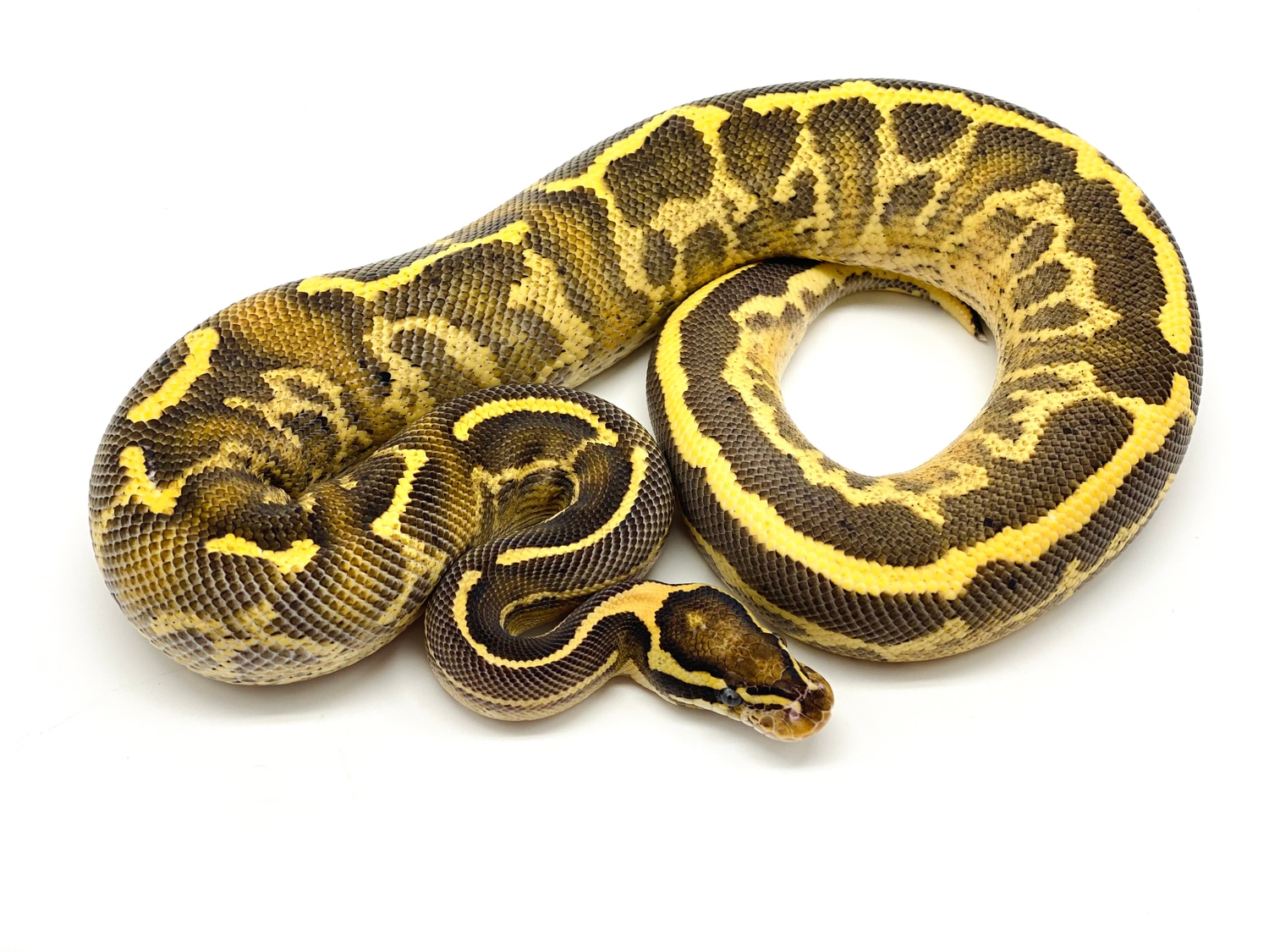 Leopard Freeway Ball Python by Ball Python Shed - MorphMarket