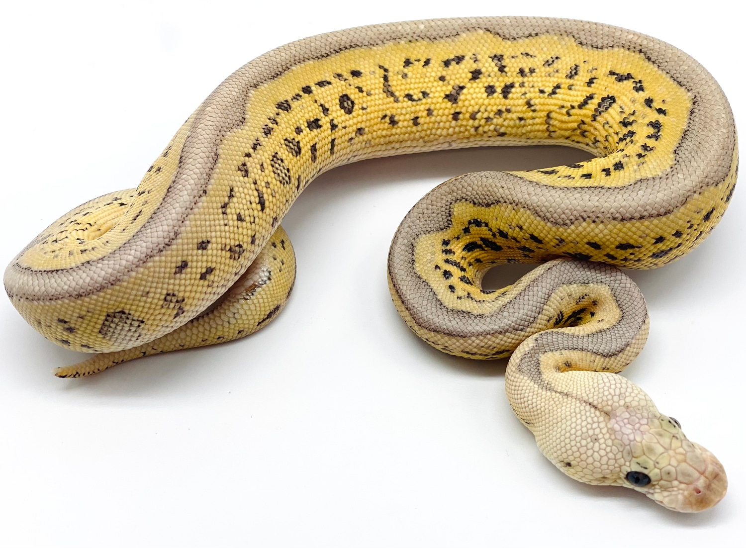 Super Pastel Leopard Poss YB Clown Ball Python by Ball Python Shed ...