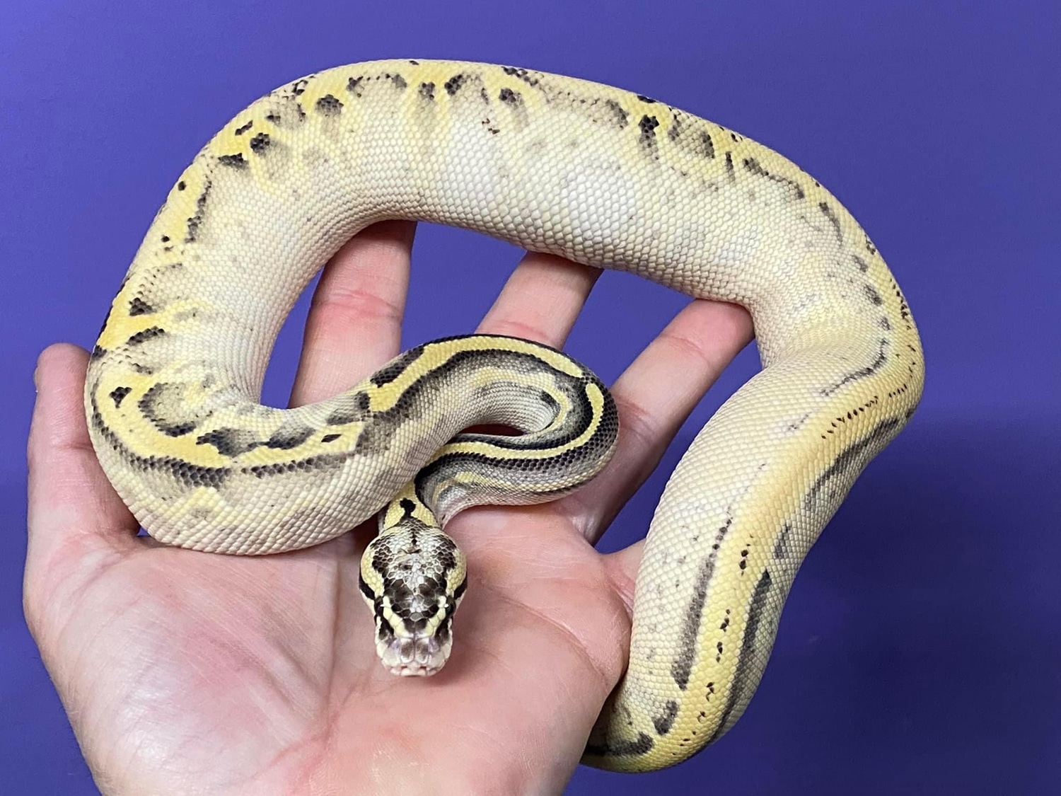 Firefly Leopard Calico Freeway Ball Python by Ball Python Shed ...