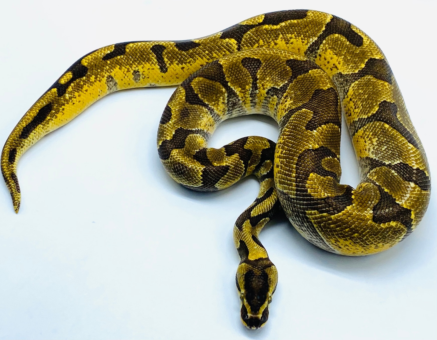 Super Enchi Asphalt Ball Python by Ball Python Shed - MorphMarket