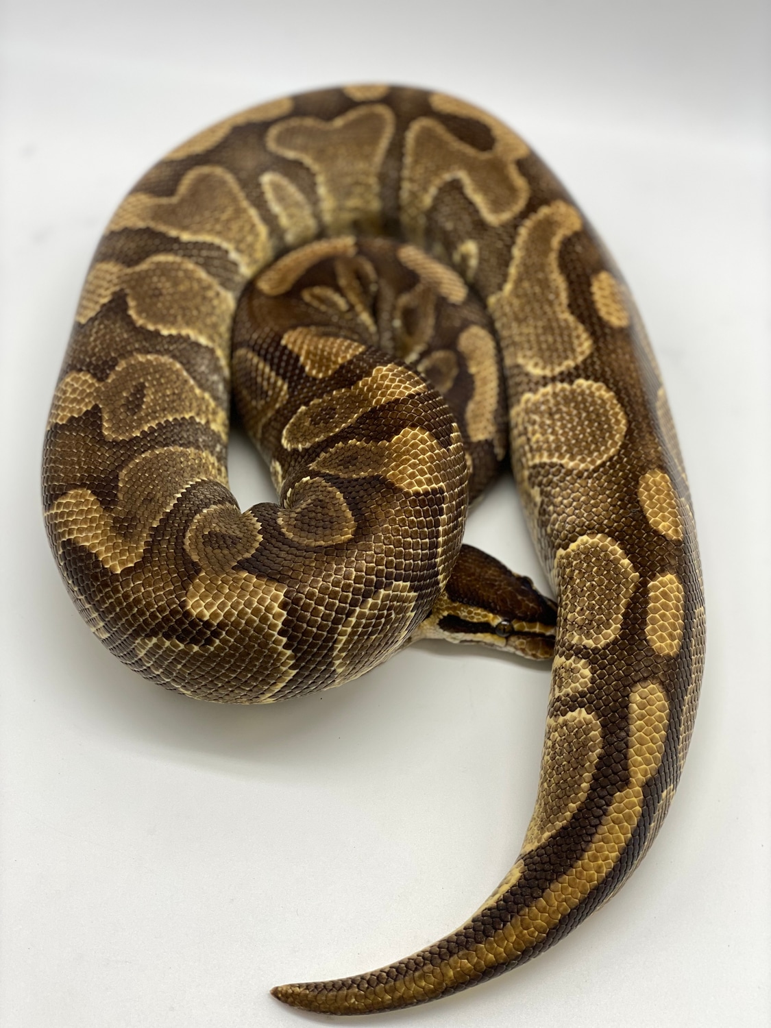 Enchi Asphalt Ball Python by Ball Python Shed - MorphMarket