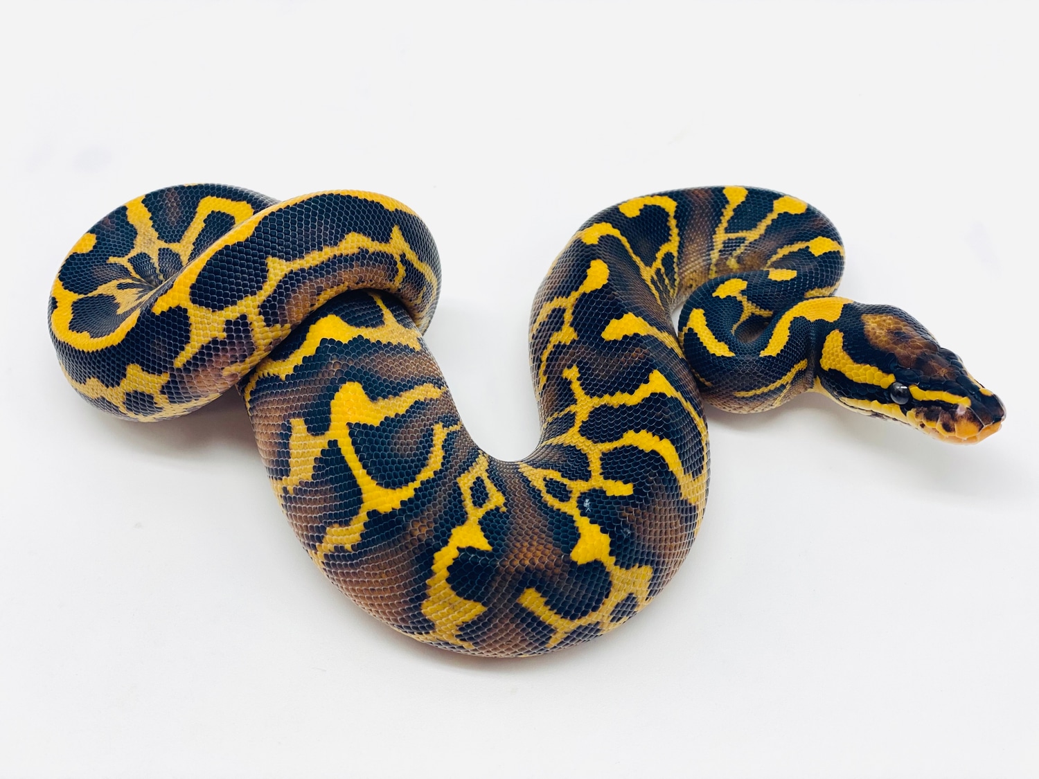 Leopard Freeway Ball Python by Ball Python Shed - MorphMarket