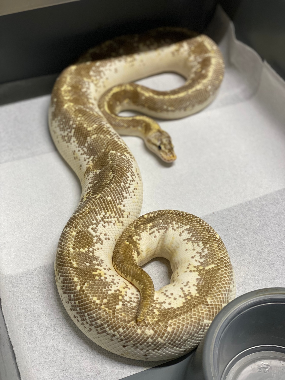 Spider Enchi Asphalt YellowBelly Ball Python by Ball Python Shed ...