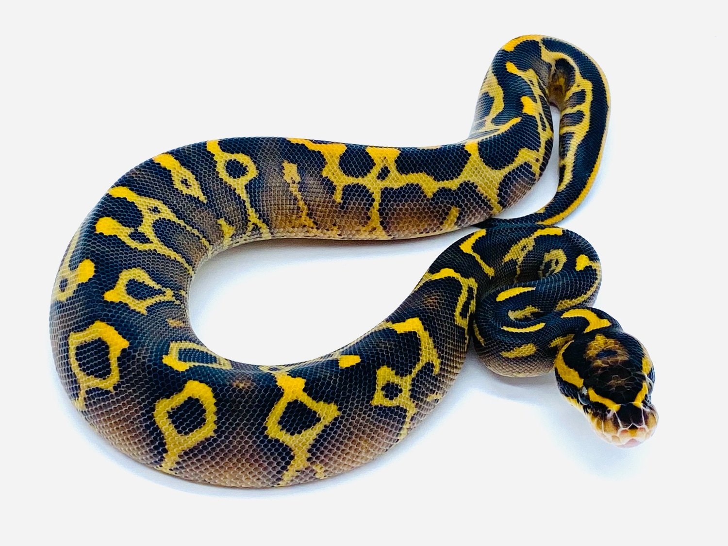 Leopard Asphalt YellowBelly Ball Python by Ball Python Shed - MorphMarket