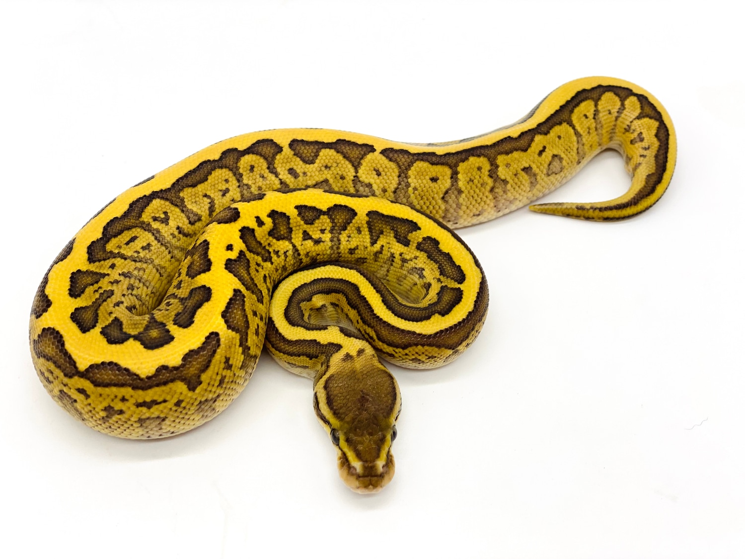 Acid Pin Butter 50% Het Hypo Ball Python by Ball Python Shed - MorphMarket