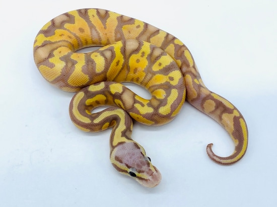 Banana Pastel Asphalt Ball Python by Ball Python Shed