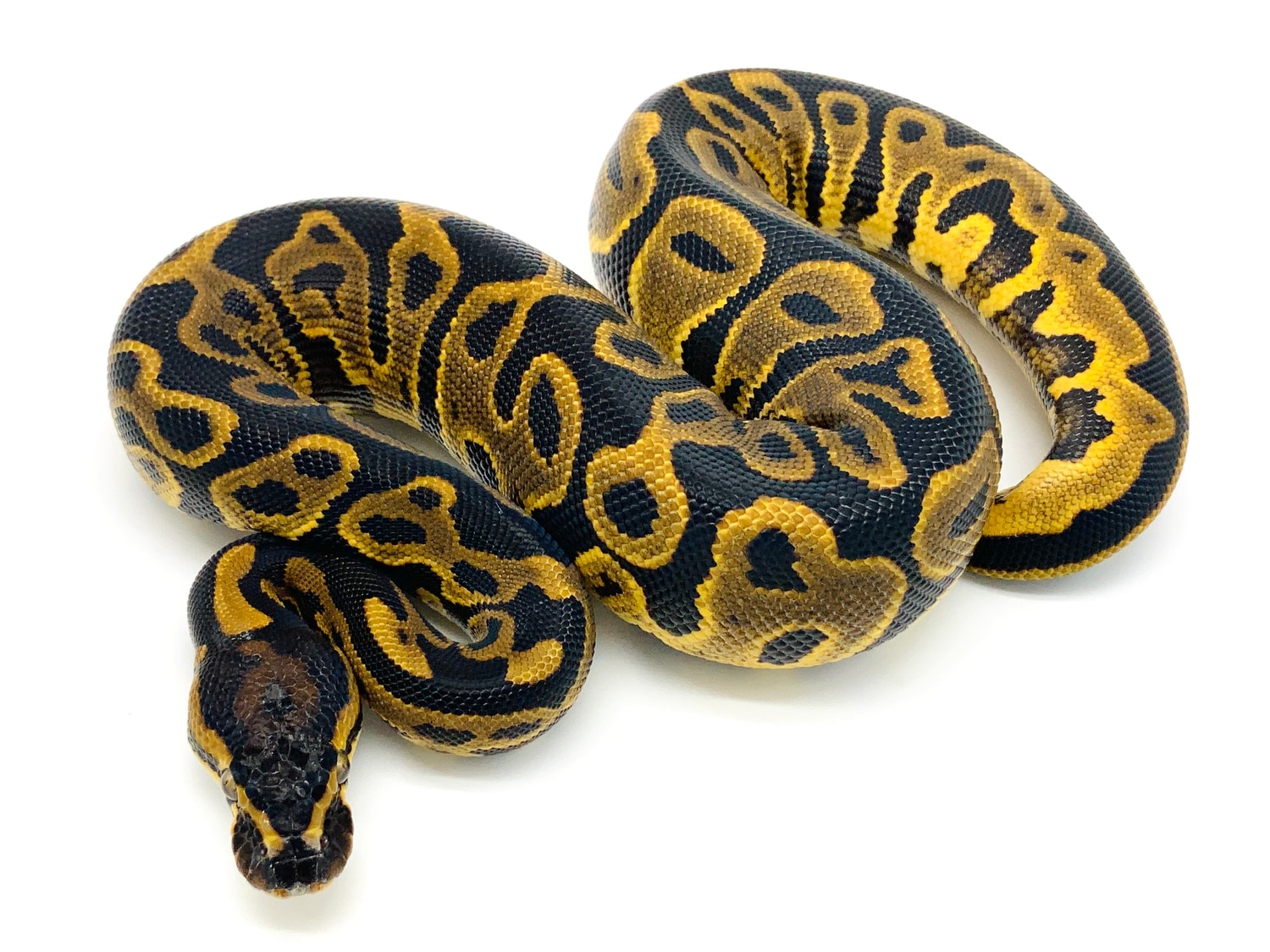 Leopard Asphalt Or Yellow Belly Ball Python by Ball Python Shed ...