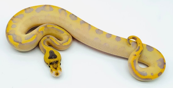 Super Enchi Ivory Leopard Ball Python by Ball Python Shed