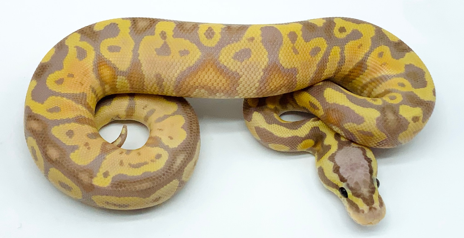 Banana Pastel Yb 💯 Het Clown Female Maker Male Ball Python by Ball ...