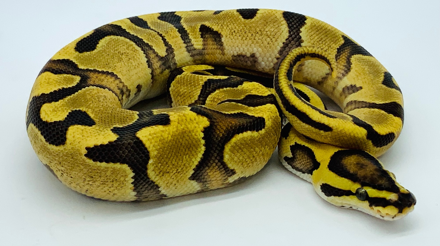 Enchi Fire DH Clown Pied Ball Python by Ball Python Shed - MorphMarket