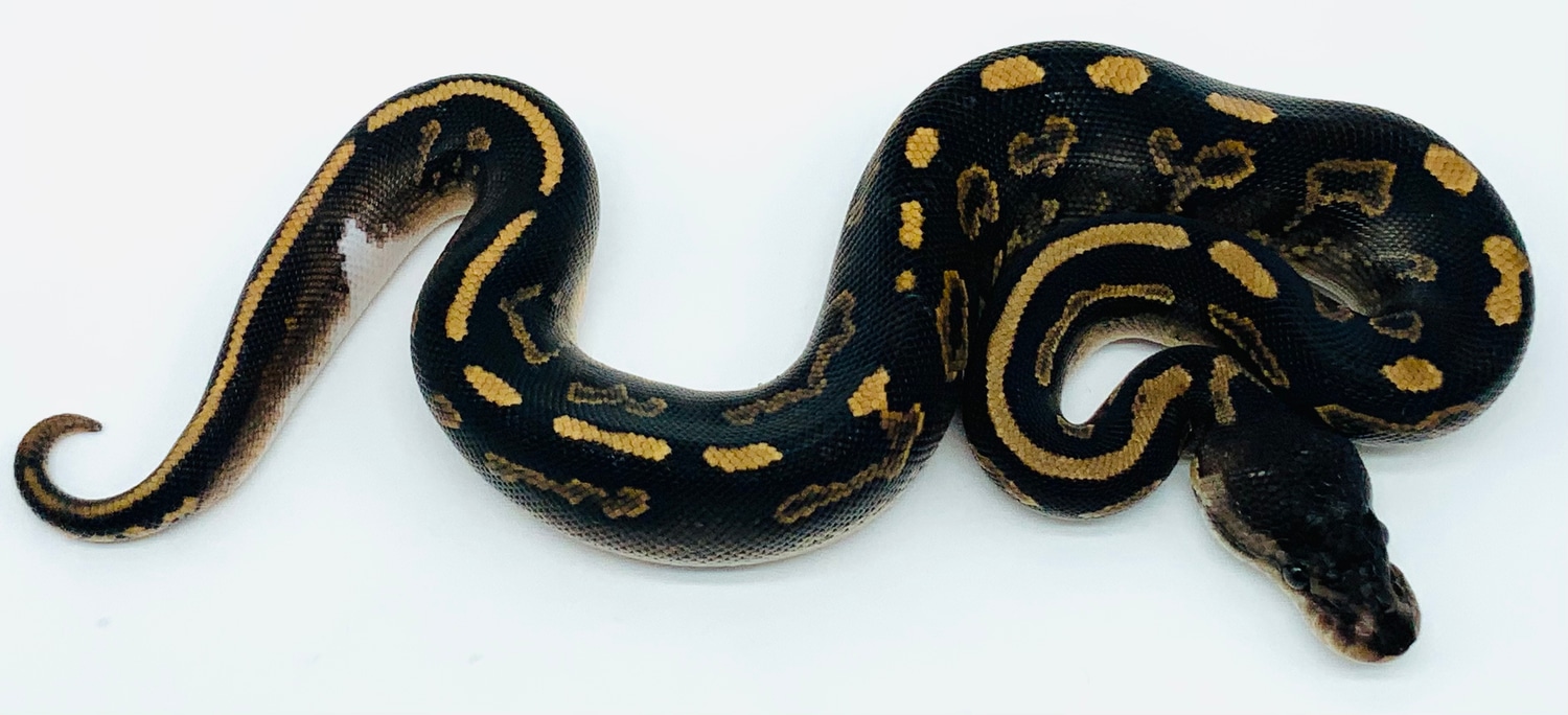 Wookie Cinnamon Yb Ball Python by Ball Python Shed - MorphMarket
