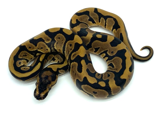 Acid / Confusion OD Het Clown Ball Python by Ball Python Shed