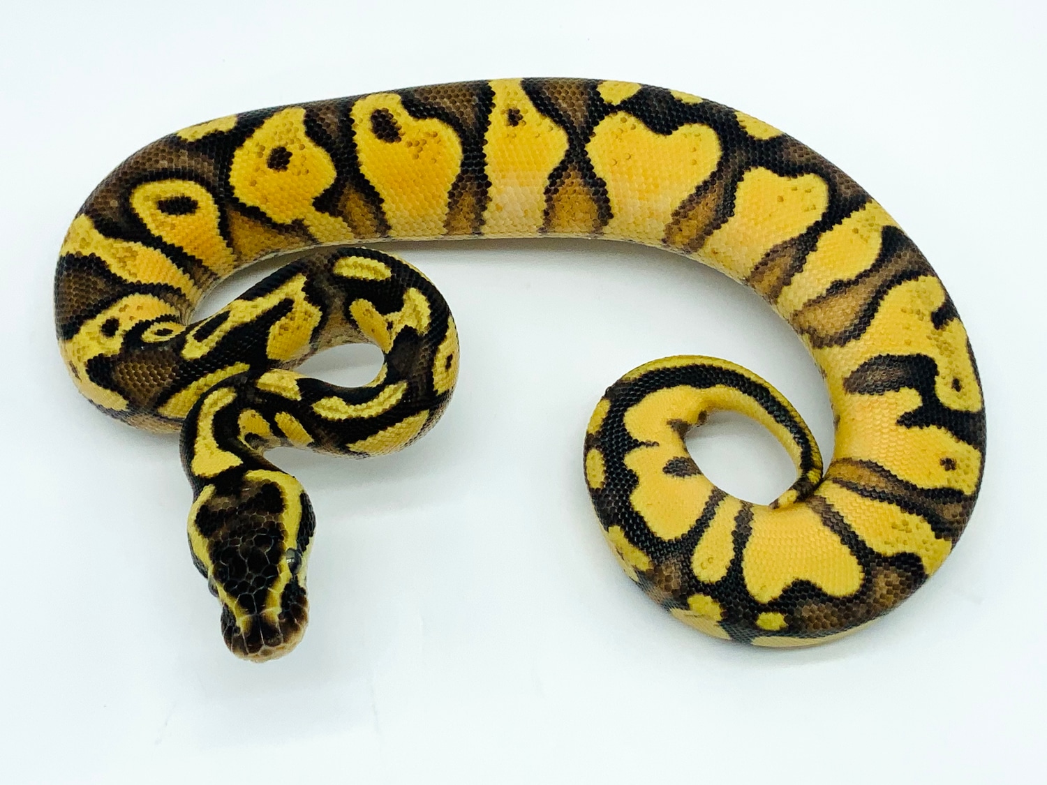 Pastel Enchi Asphalt Or Yellow Belly Ball Python by Ball Python Shed ...