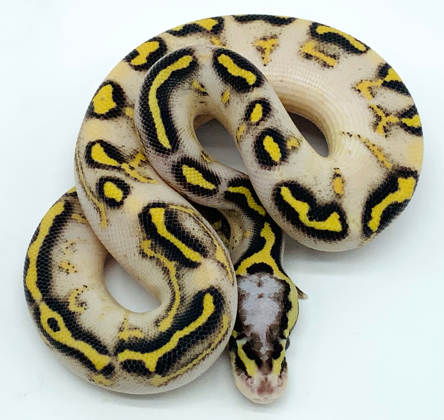 Pastel Freeway Het DG Poss Het Cryptic Ball Python by Ball Python Shed ...