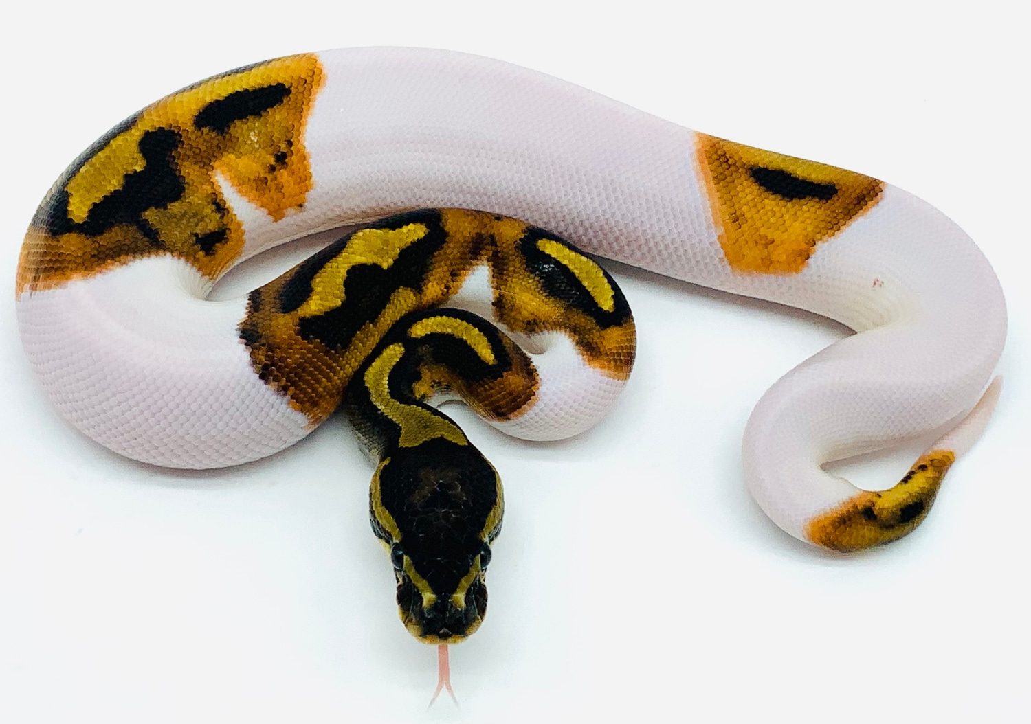 Orange Dream Pied Ball Python by Ball Python Shed - MorphMarket