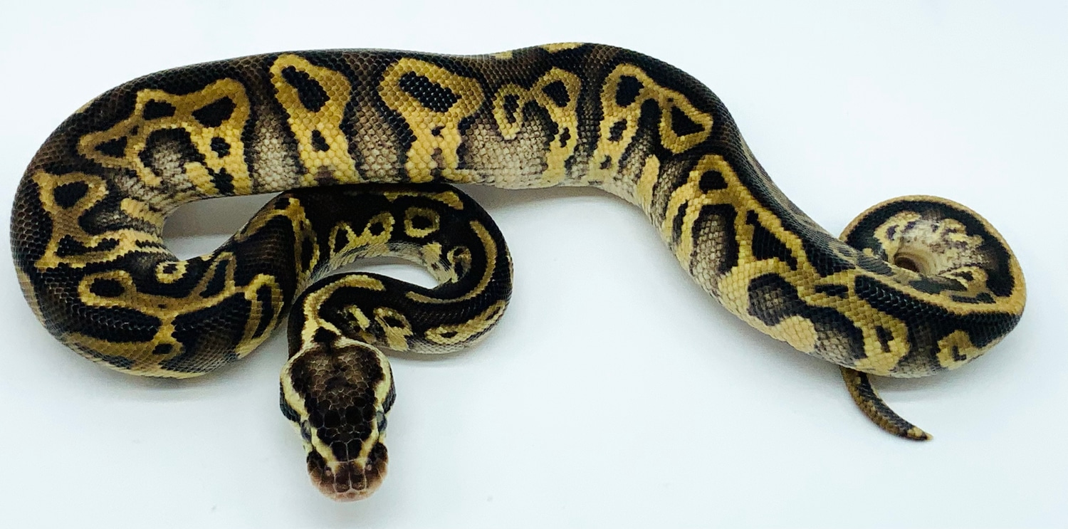 Pastel Leopard Asphalt Or Yellow Belly Ball Python by Ball Python Shed ...