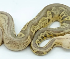 Pastel Super Leopard Stranger Clown Ball Python by Ball Python Shed ...