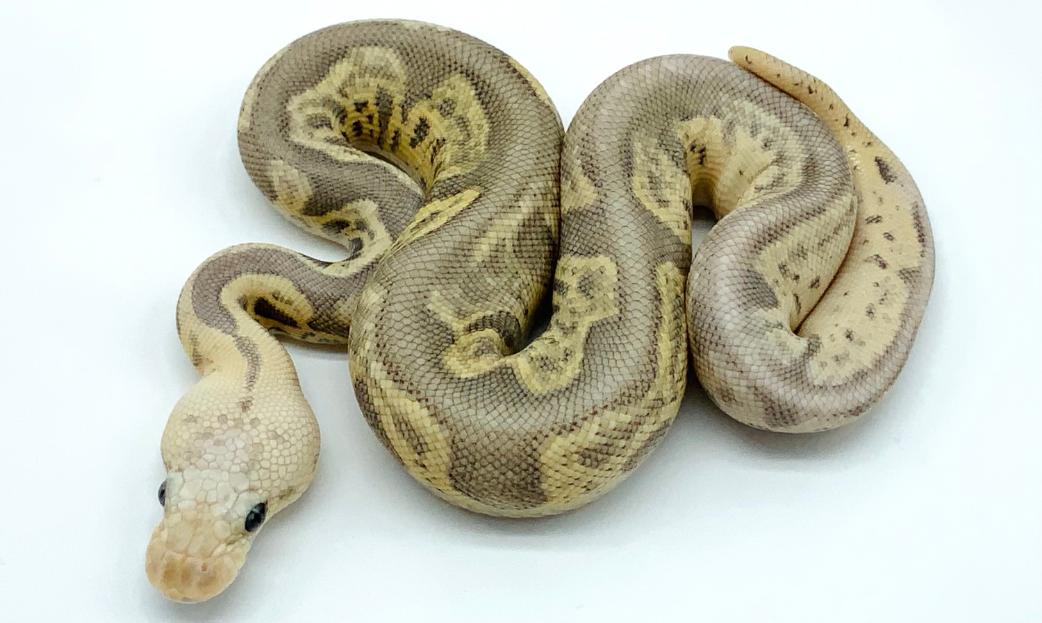 Pastel Super Leopard Stranger Clown Ball Python by Ball Python Shed ...