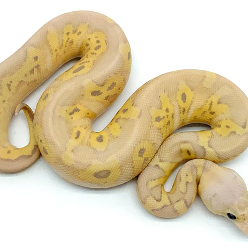 Ball Python Shed - MorphMarket