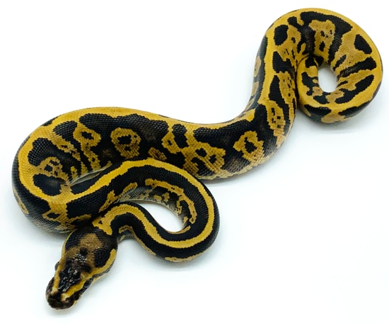 Acid Fire 🔥 💯 Het Clown “poss Yb” Ball Python by Ball Python Shed