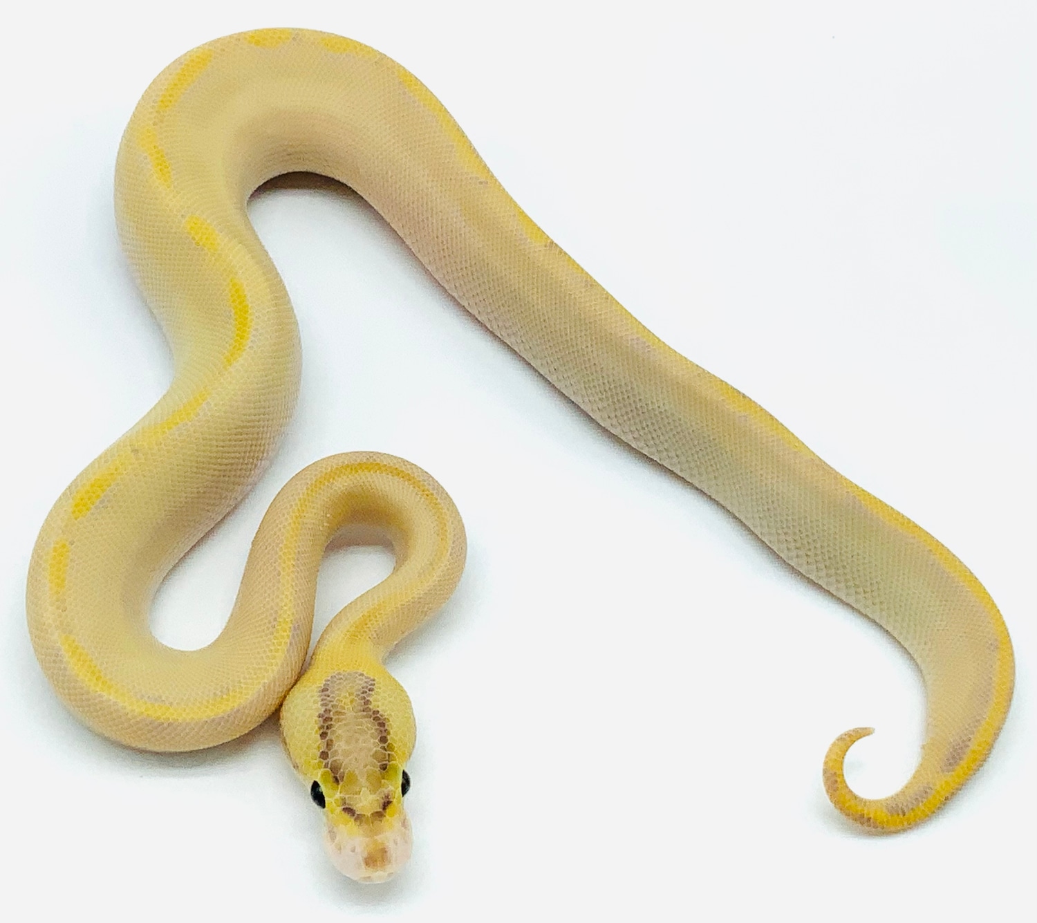 Enchi Ivory Ball Python by Ball Python Shed - MorphMarket