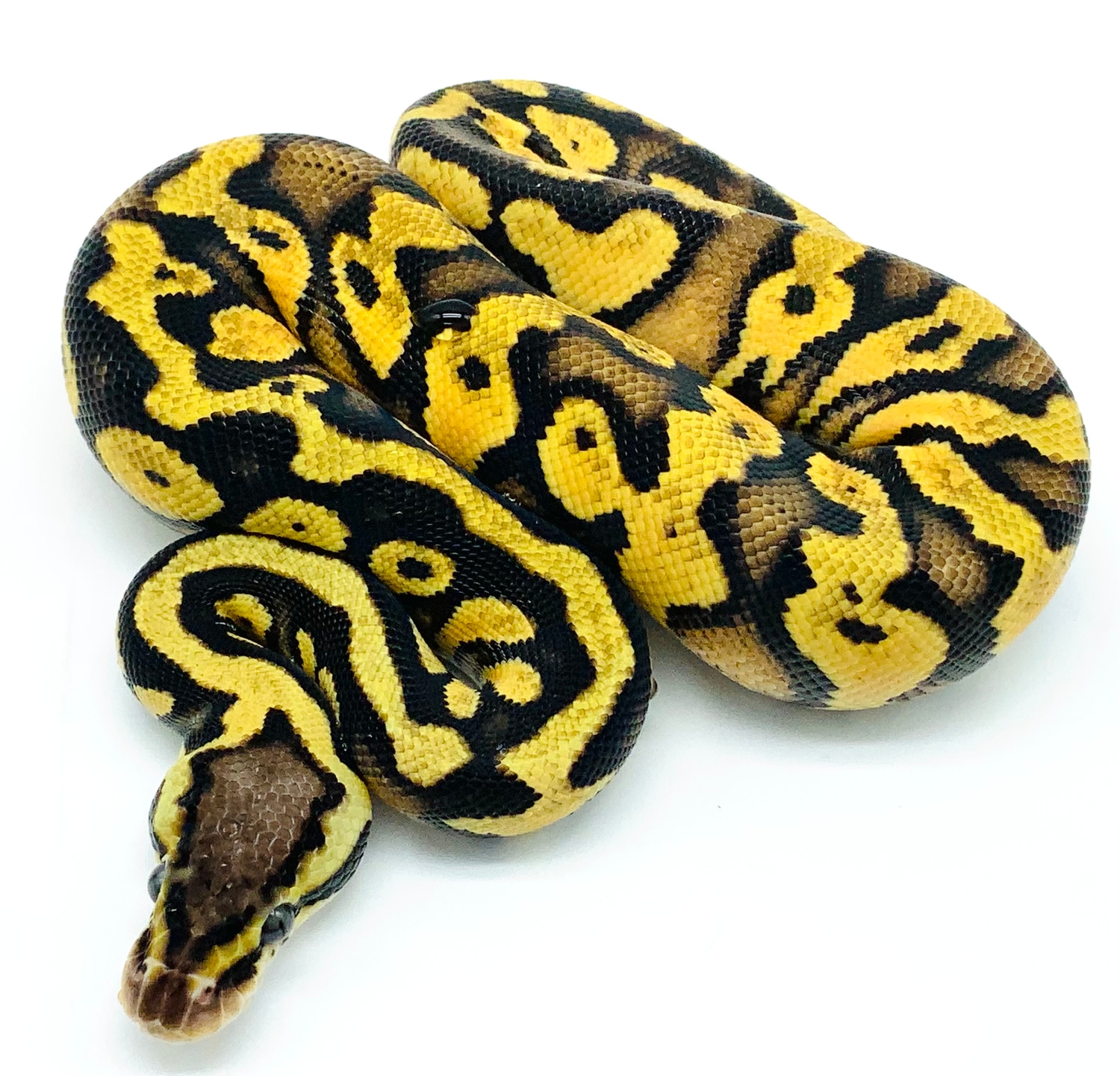 Pastel Asphalt Or Yellow Belly Ball Python by Ball Python Shed ...