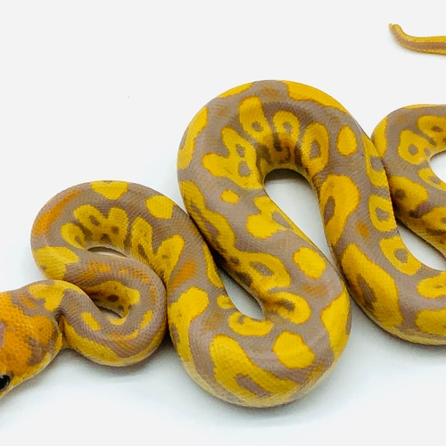 Ball Python Shed - MorphMarket