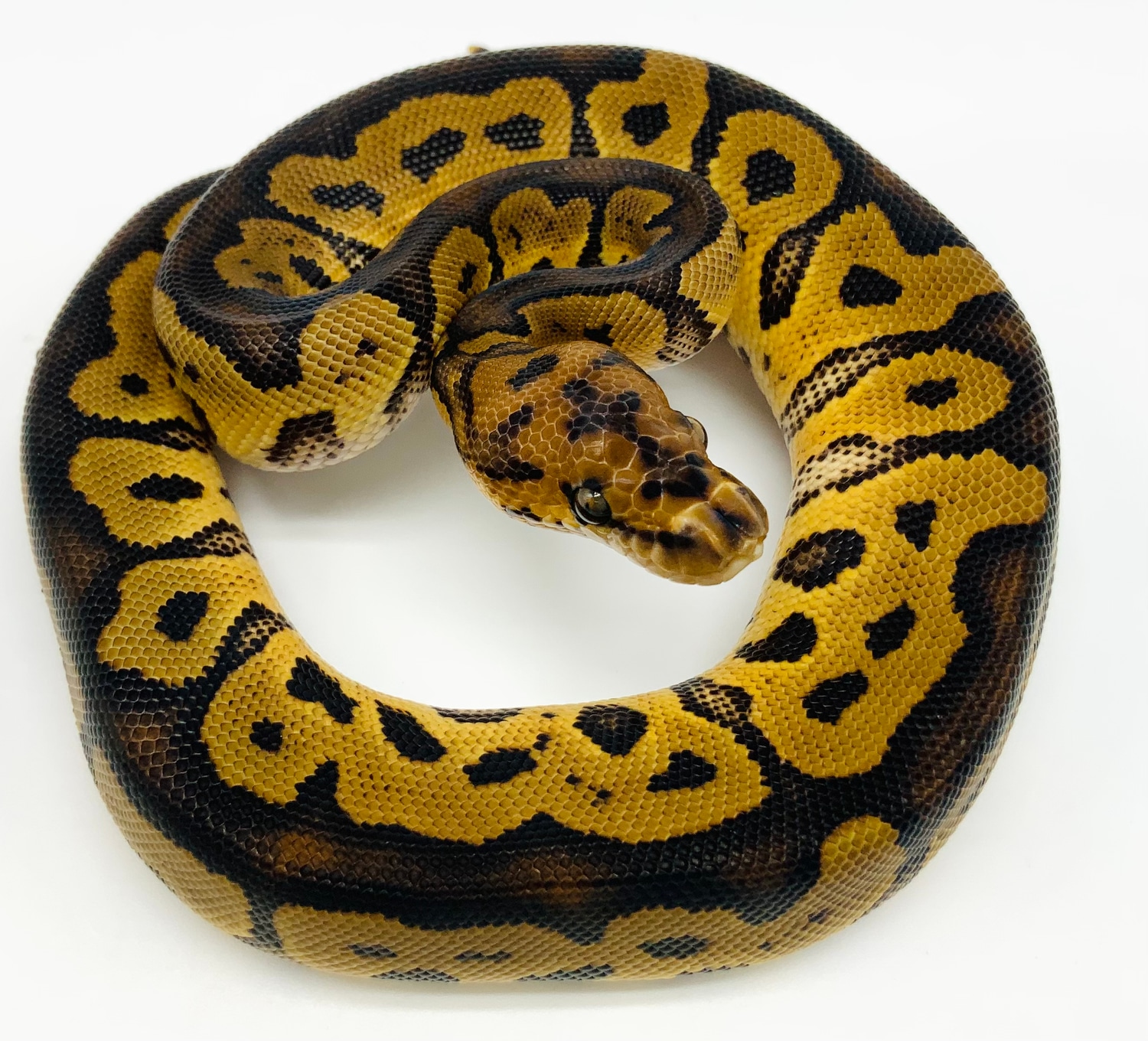 Acid / Confusion Redstripe Clown Ball Python by Ball Python Shed ...