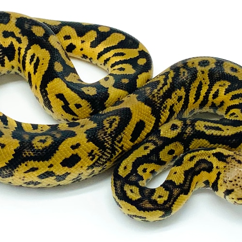 Ball Python Shed - MorphMarket