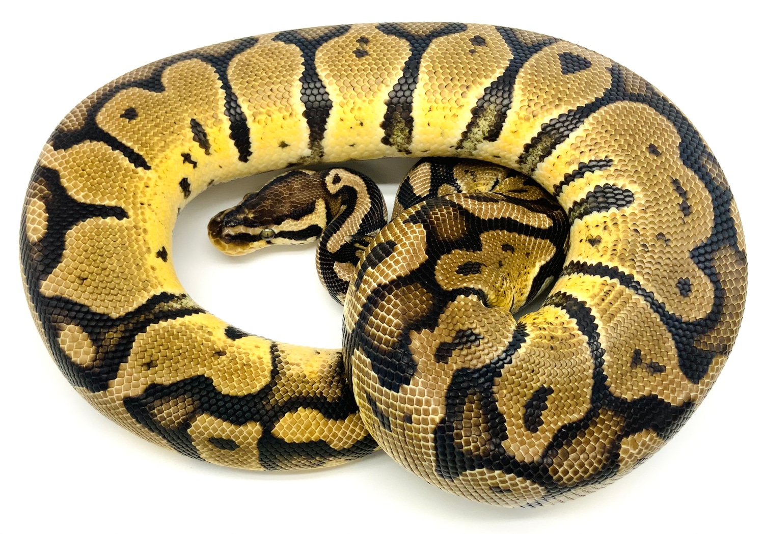 Pastel 💯 Het Pied Ball Python by Ball Python Shed - MorphMarket