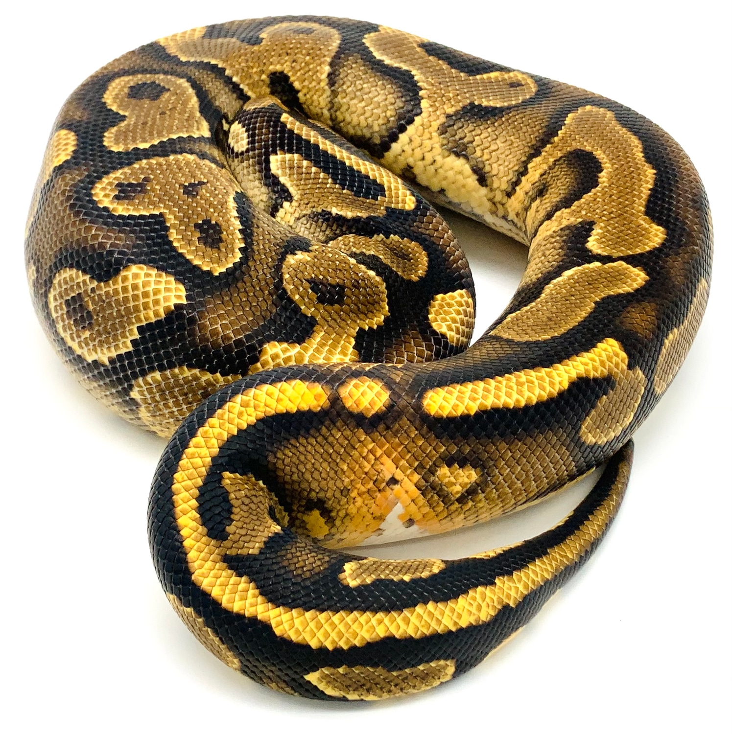 Asphalt Or Yb 💯 Het Pied Ball Python by Ball Python Shed - MorphMarket