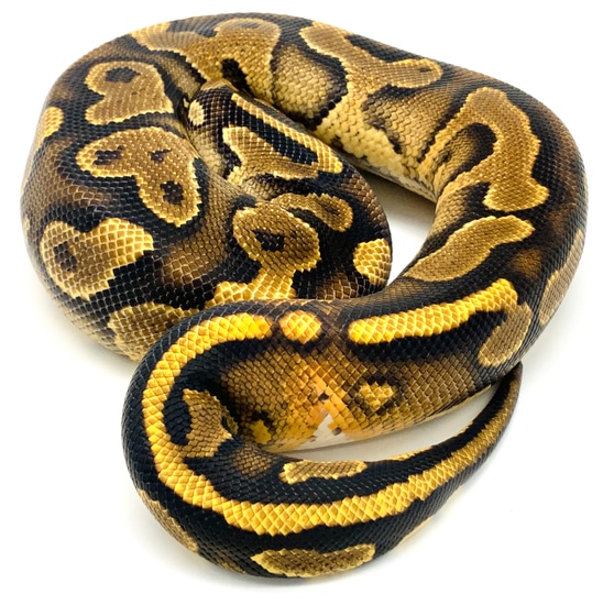 Asphalt Or Yb 💯 Het Pied Ball Python by Ball Python Shed - MorphMarket