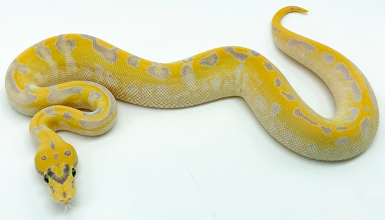 Super Enchi Ivory Pastel Leopard Ball Python by Ball Python Shed