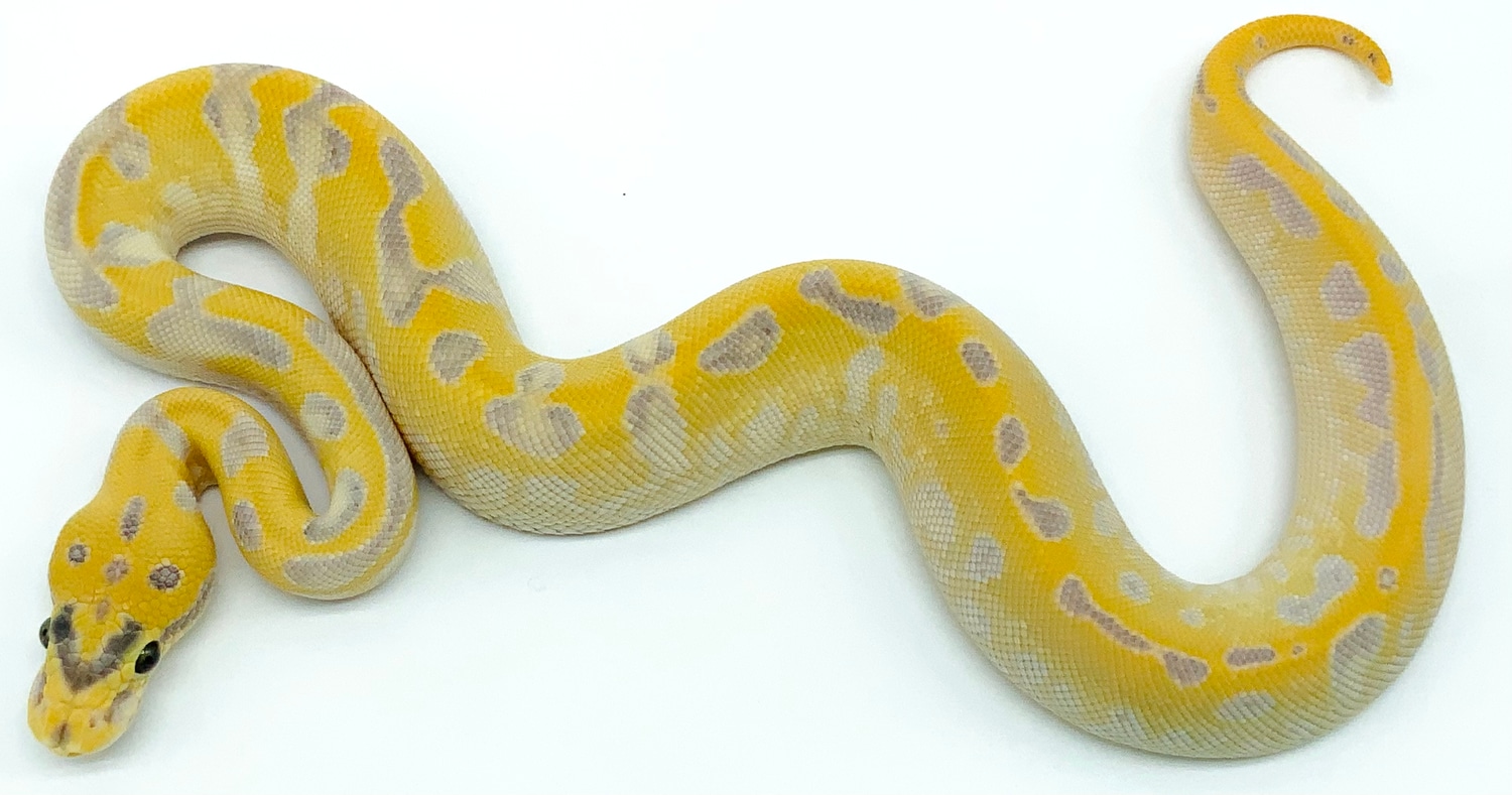 Super Enchi Ivory Pastel Leopard Ball Python by Ball Python Shed ...