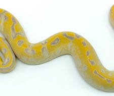 Super Enchi Ivory Pastel Leopard Ball Python by Ball Python Shed ...