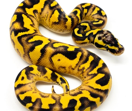 Banana Confusion/ Acid Pastel YellowBelly Clown Female Maker Male Ball ...